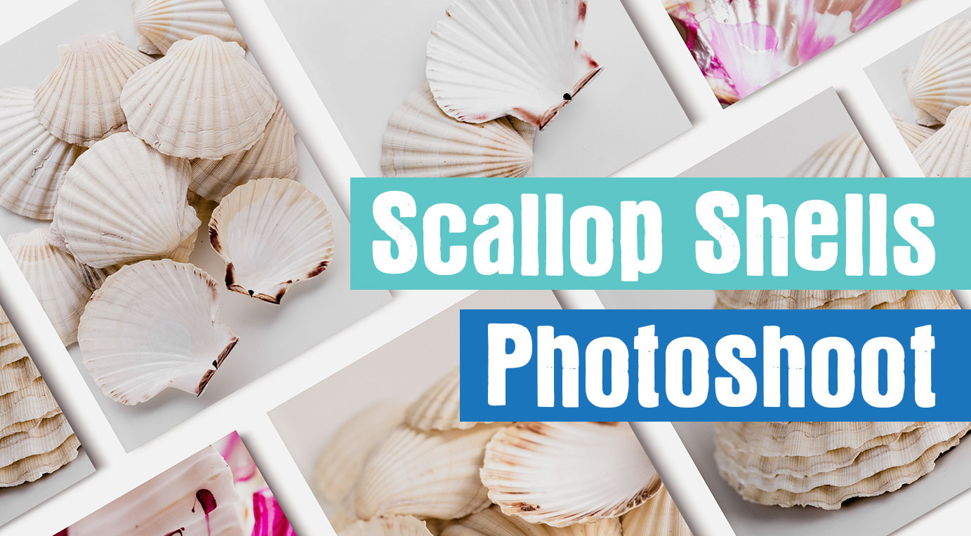 Scallop Shell Photoshoot